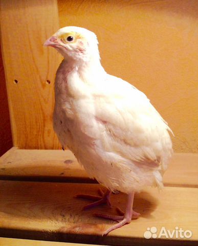 Перепела техасские белые