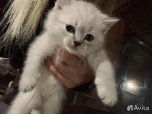 Продам красивых котят