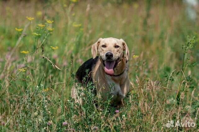 Чара Собака для активных людей