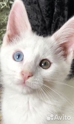 В продаже катенок