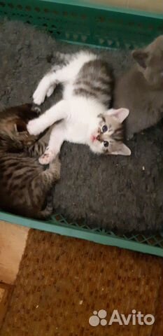 Котёнок беленький комочек счастья