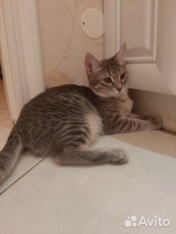 Кошечка