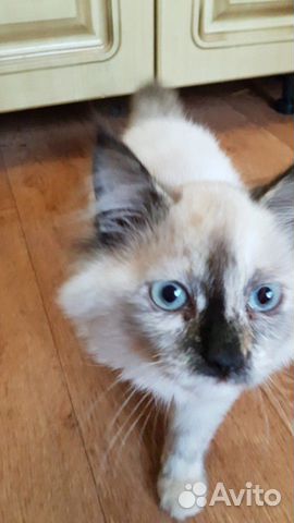 Отдам котеночка 4 мес. ласковая, ходит в лоточек