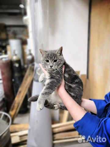 Котята ищут дом