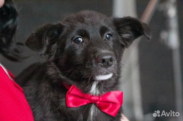 Балу аристократичный мальчик душевный и обаятелтны