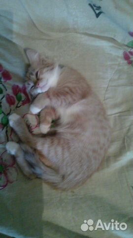 Сестрички-лисички