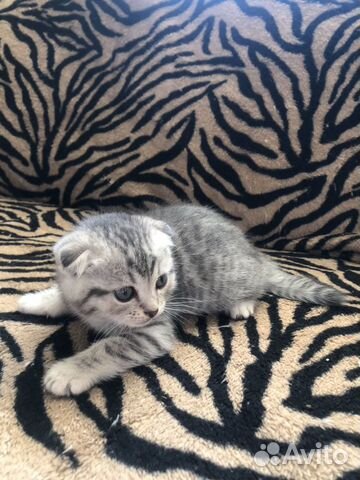 Продаётся котёнок
