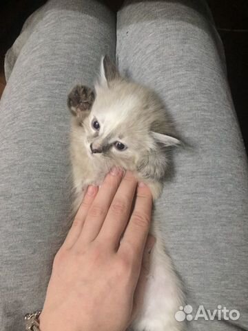 Котики метисы