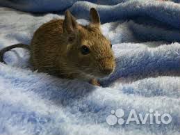 Отдам бельчат Дэгу