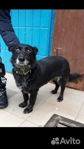 Найдена черная собачка Ищем хозяев