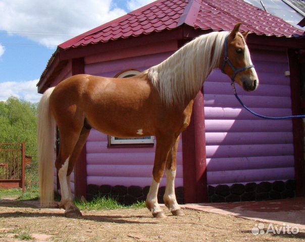 Уэльский пони секция В