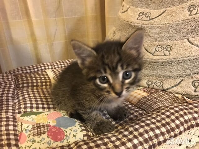 Котята-дворняжки в хорошие руки Но очень милые