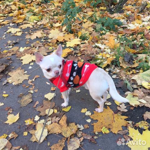 Вязка чихуа хуа