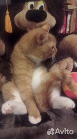 Ласковый рыжий котенок для здоровья и богатства