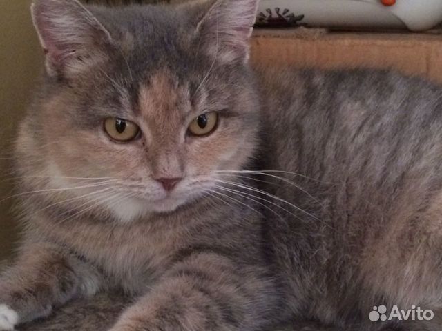 Стерилизованная кошечка Марыся