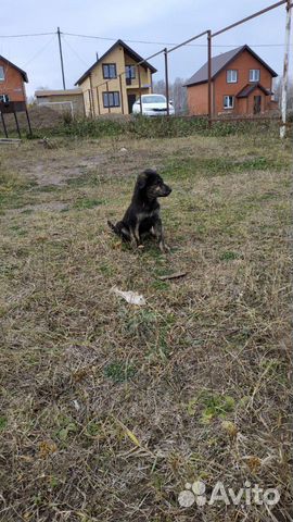 Щенок лабрадора в добрые руки