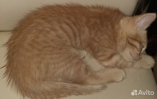 Котенок девочка от Норвежского лесного кота