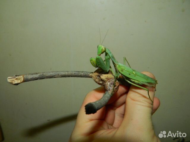 Оотеки богомолов