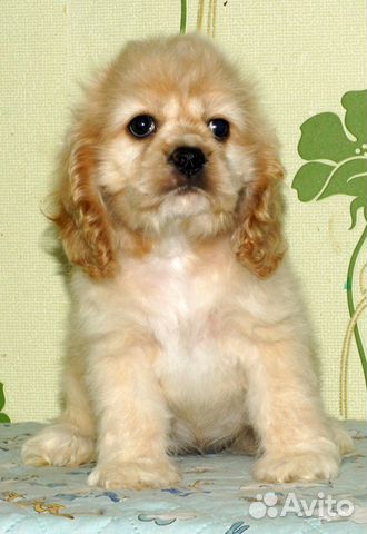 Щенок американского кокер спаниеля, девочка