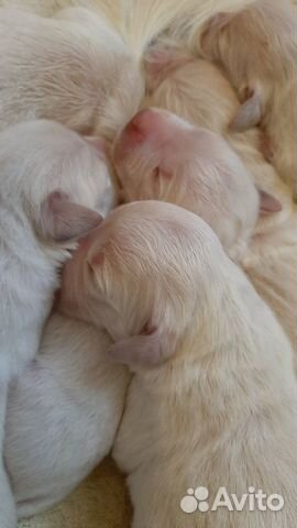 Щенки золотистого ретривера