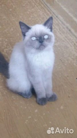 Котенок