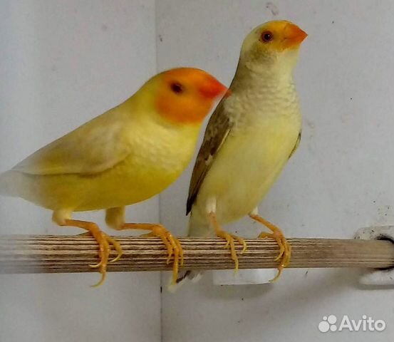 Тростниковые астрильды