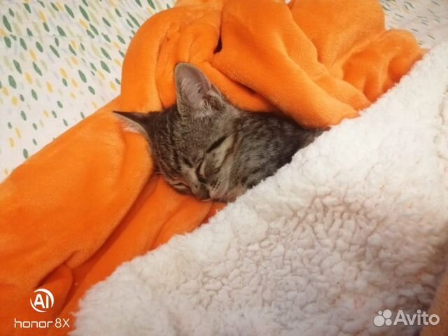 Няшный котик