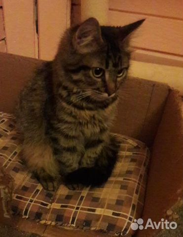 Котенок полосатик