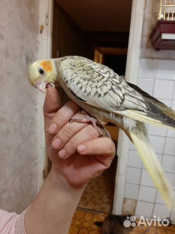 Корелла птенцы