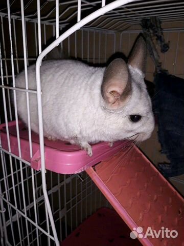 Шиншилла