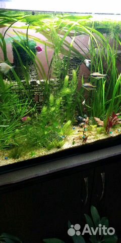 Аквариумное растение
