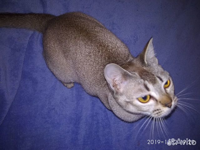 Жемчужина среди абиссинов Загляни