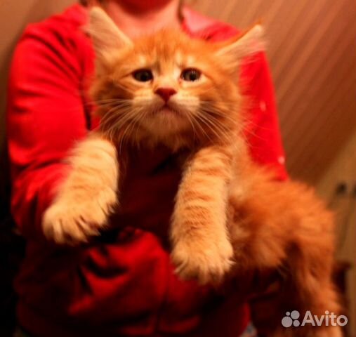 Мейн кун котеночек - крупный малыш Тойгер