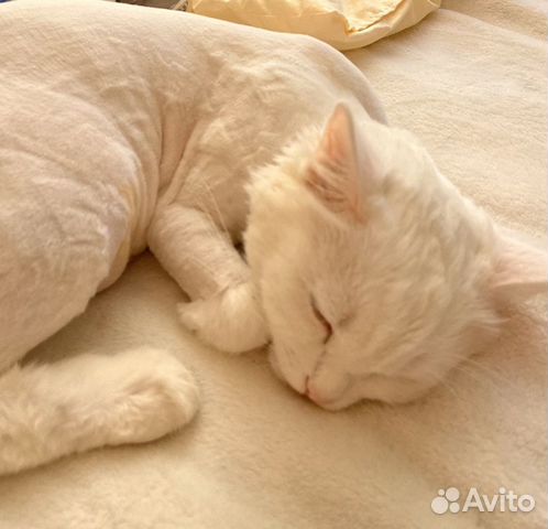 Кошка