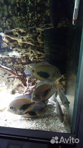 Уару клинопятнистая