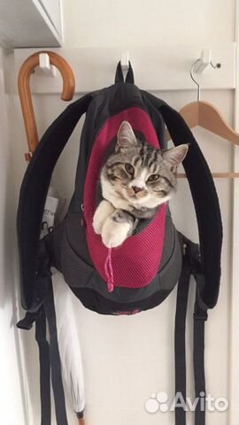 Вязка кот Зевс, свидание с котом