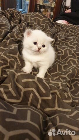 Британские котята