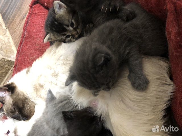 Чудесные котята ищут себе хозяина