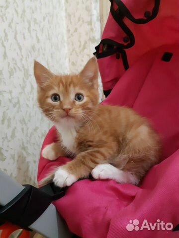 Котёнок рыжий