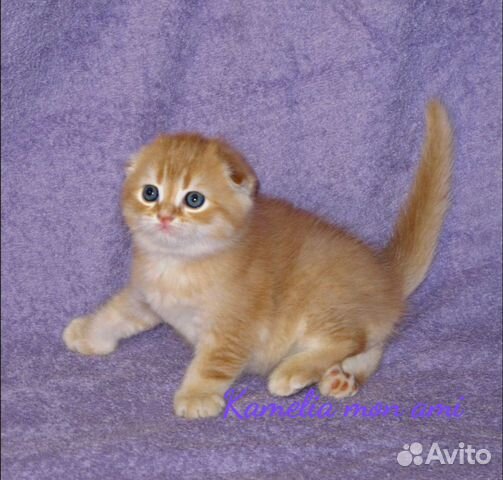 Яркий шотландский котенок с документами
