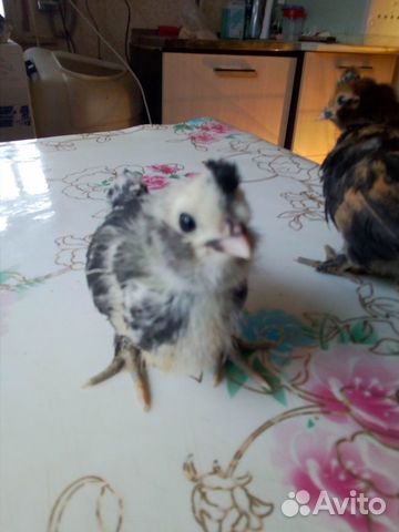 Цыплята брекель и др