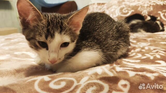 Лечебный котик в добрые руки