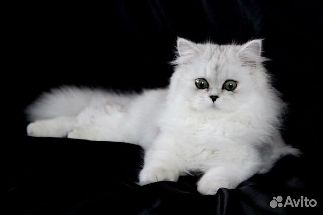 Котенок от Чемпиона Мира