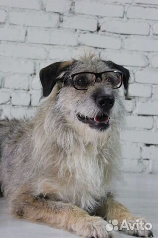 Собака Тиша ищет добрые руки