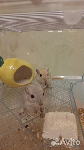 Песчанка мальчик