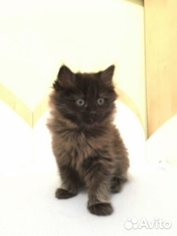 Породистый котёнок невская маскарадная