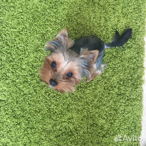 Йоркширский терьер приглашает на вязку