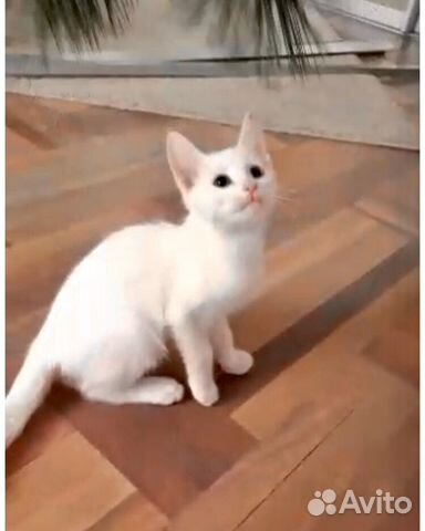 Игривый котёнок, мальчик, 2,5 мес