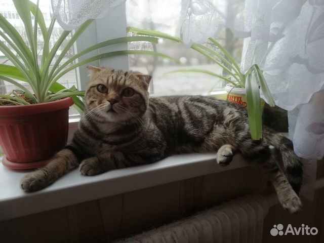 Продаю британских котиков