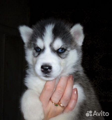 Сибирский хаски